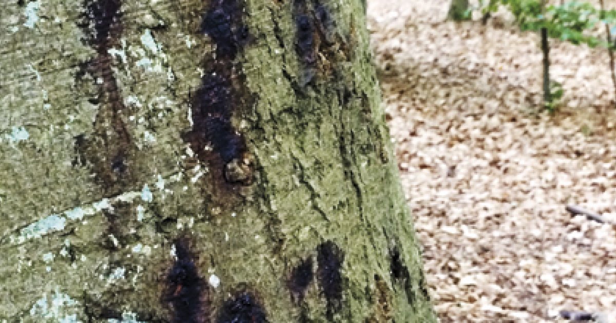 Ingen bot för bok | Skogen