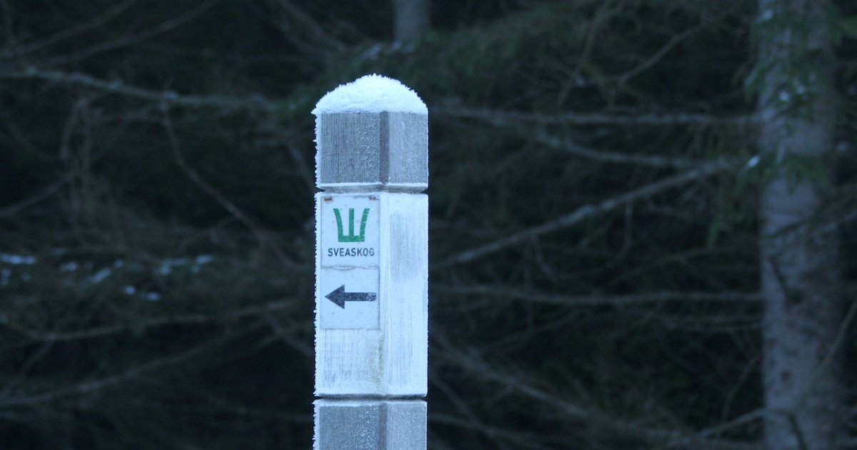 Rekordresultat för Sveaskog | Skogen