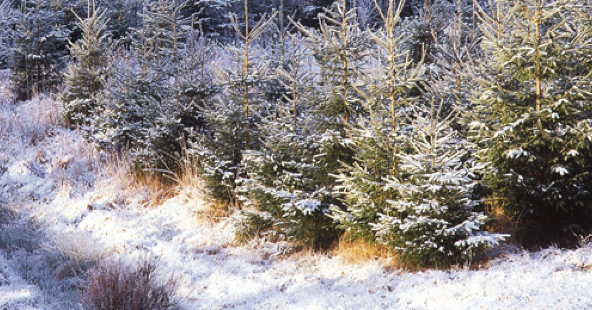 Granen kinkig med vatten | Skogen