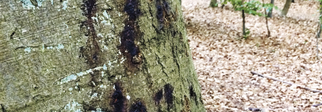 Ingen bot för bok - Skogen