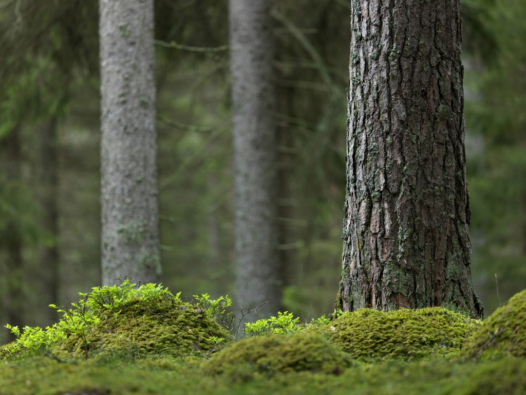”En småbarnsförälders bästa vän” - Skogen