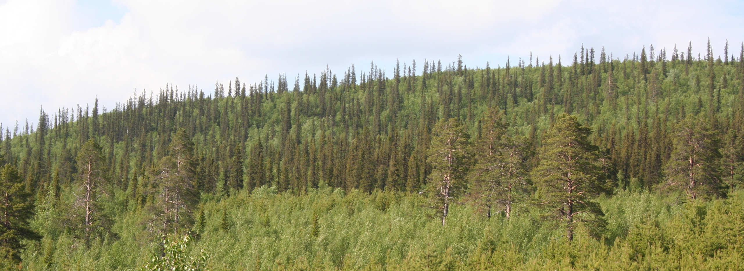 Bättre resultat för Norrskog - Skogen