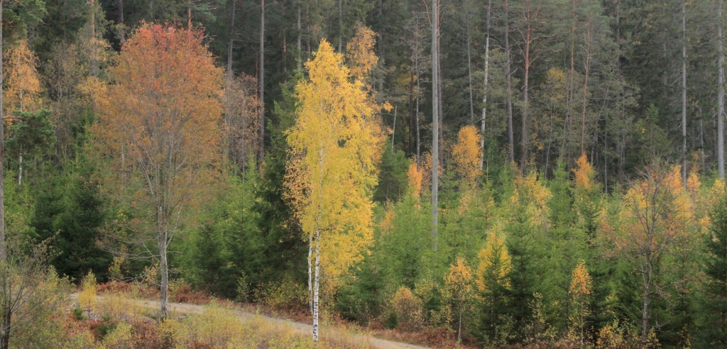 Så blir skogsprogrammet en språngbräda - Skogen