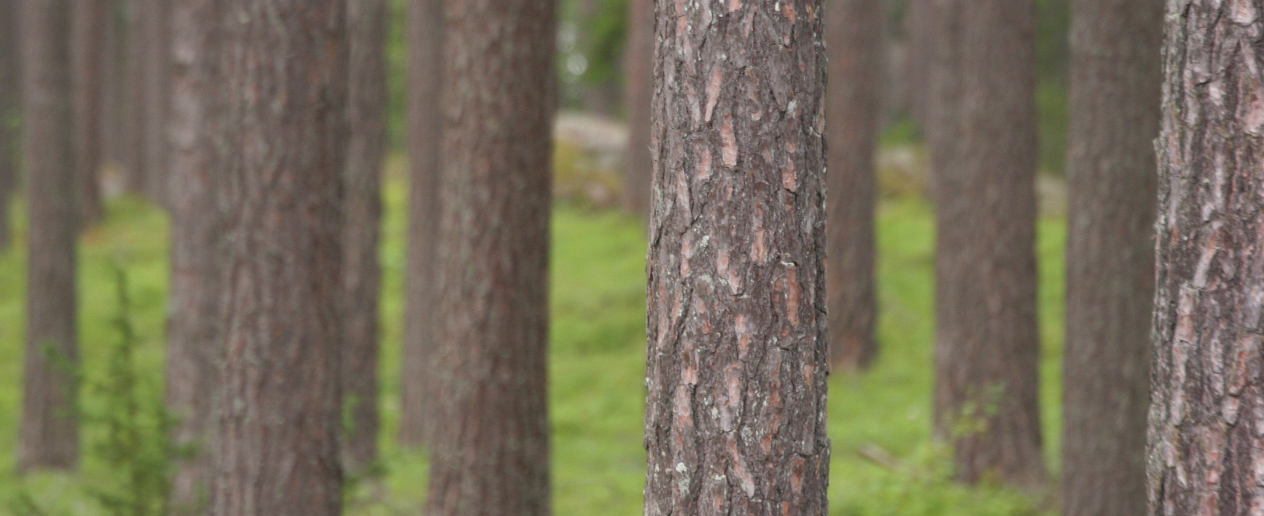 Rekordår för Sveaskog - Skogen