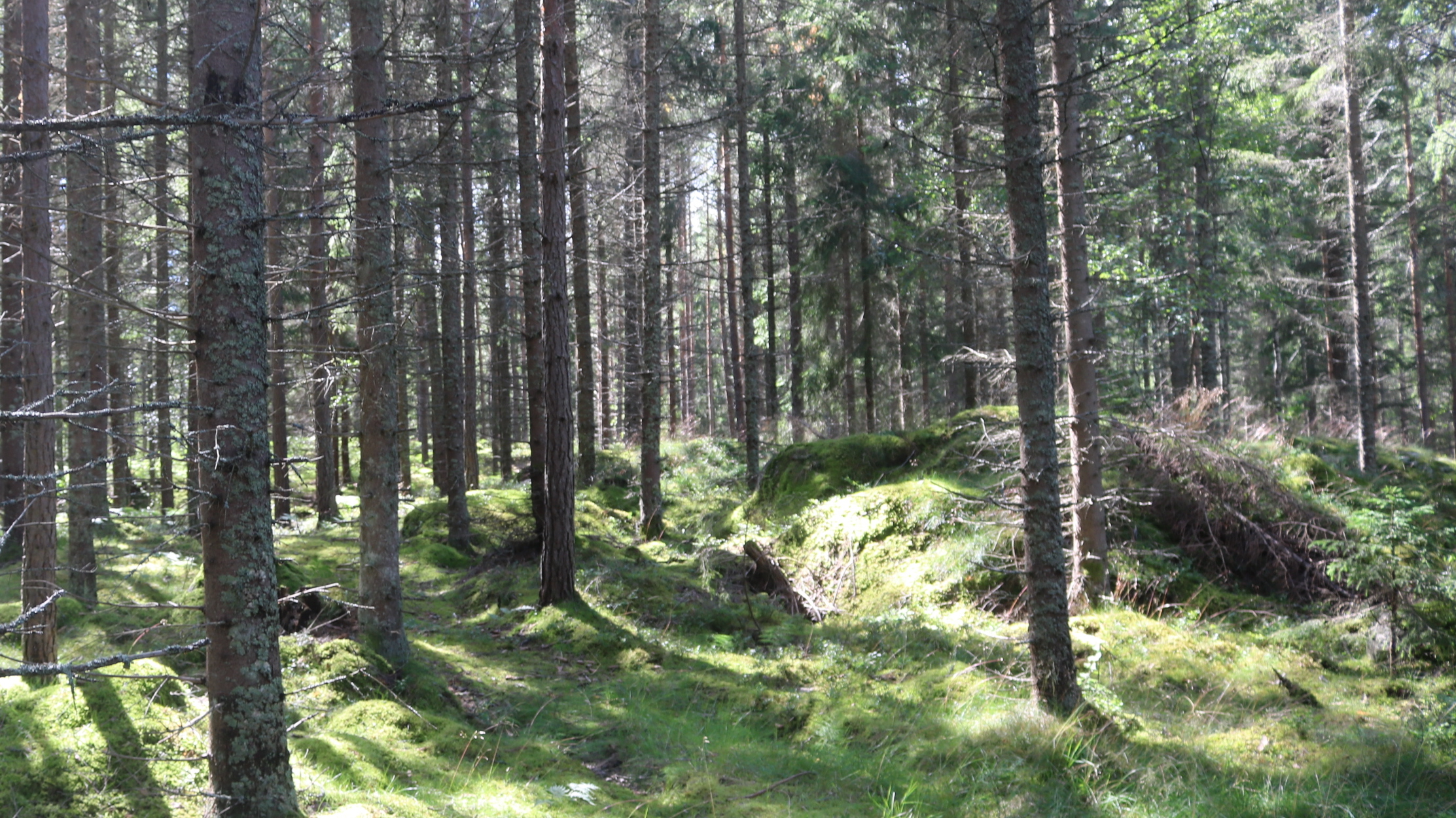 WWF vill se politiska krafttag i skogen - Skogen