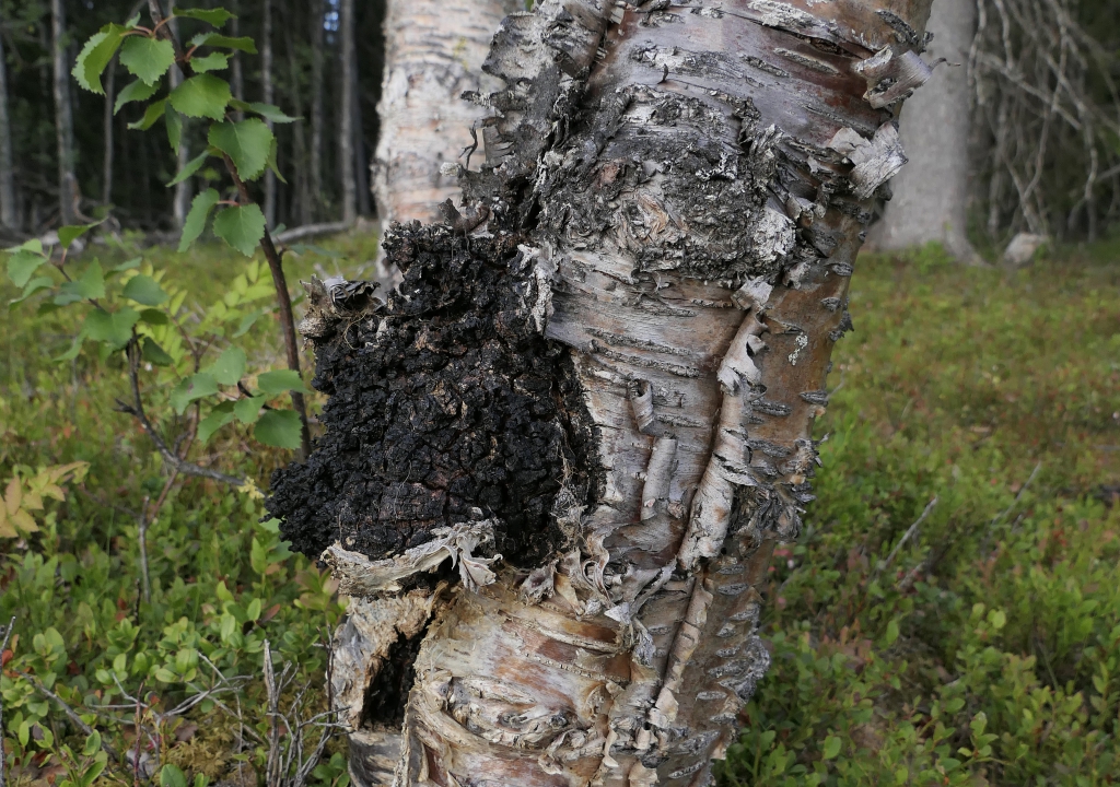Björkskog berikas med svampodling - Skogen