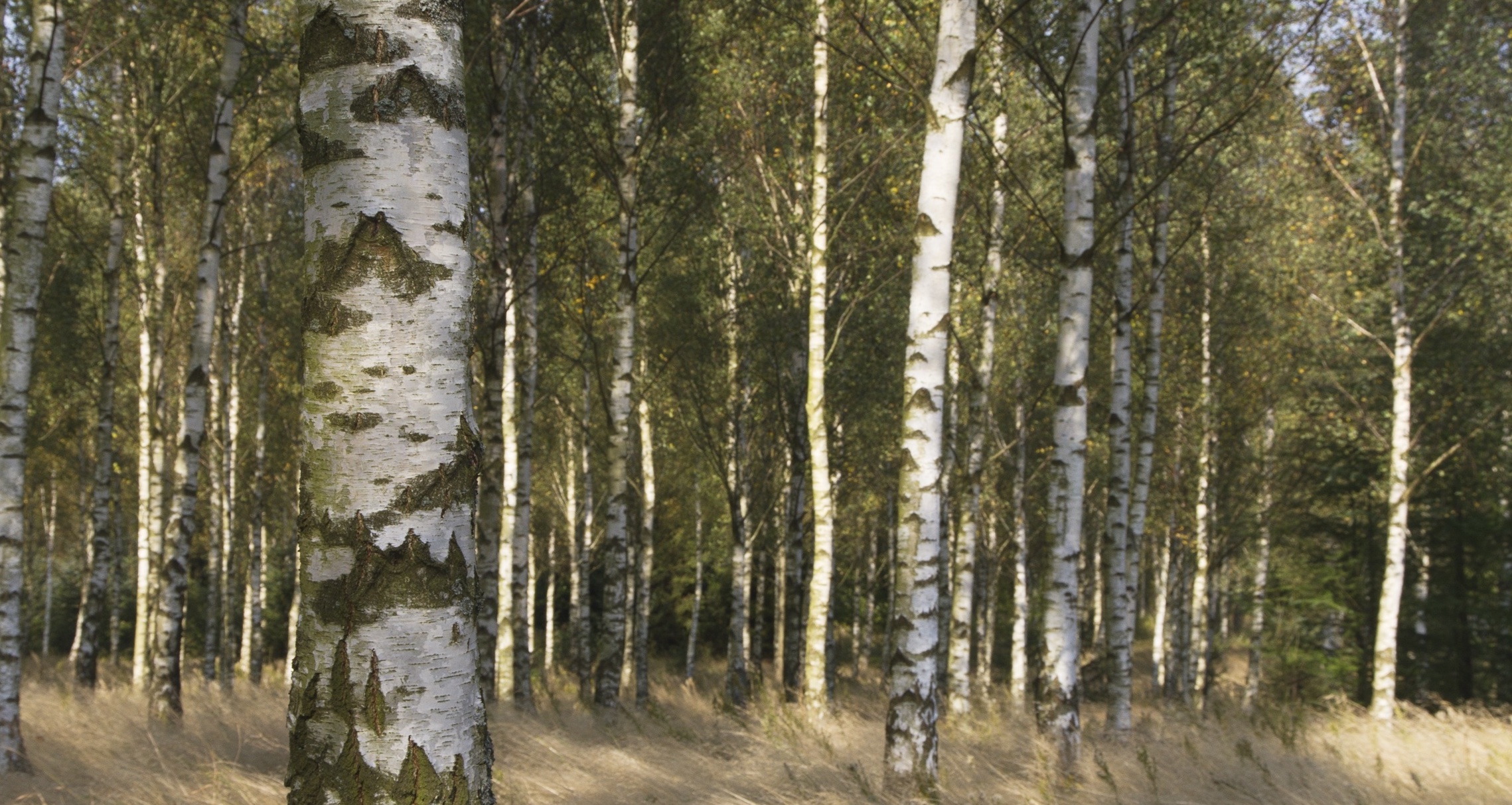 Är det läge att satsa på björk? - Skogen