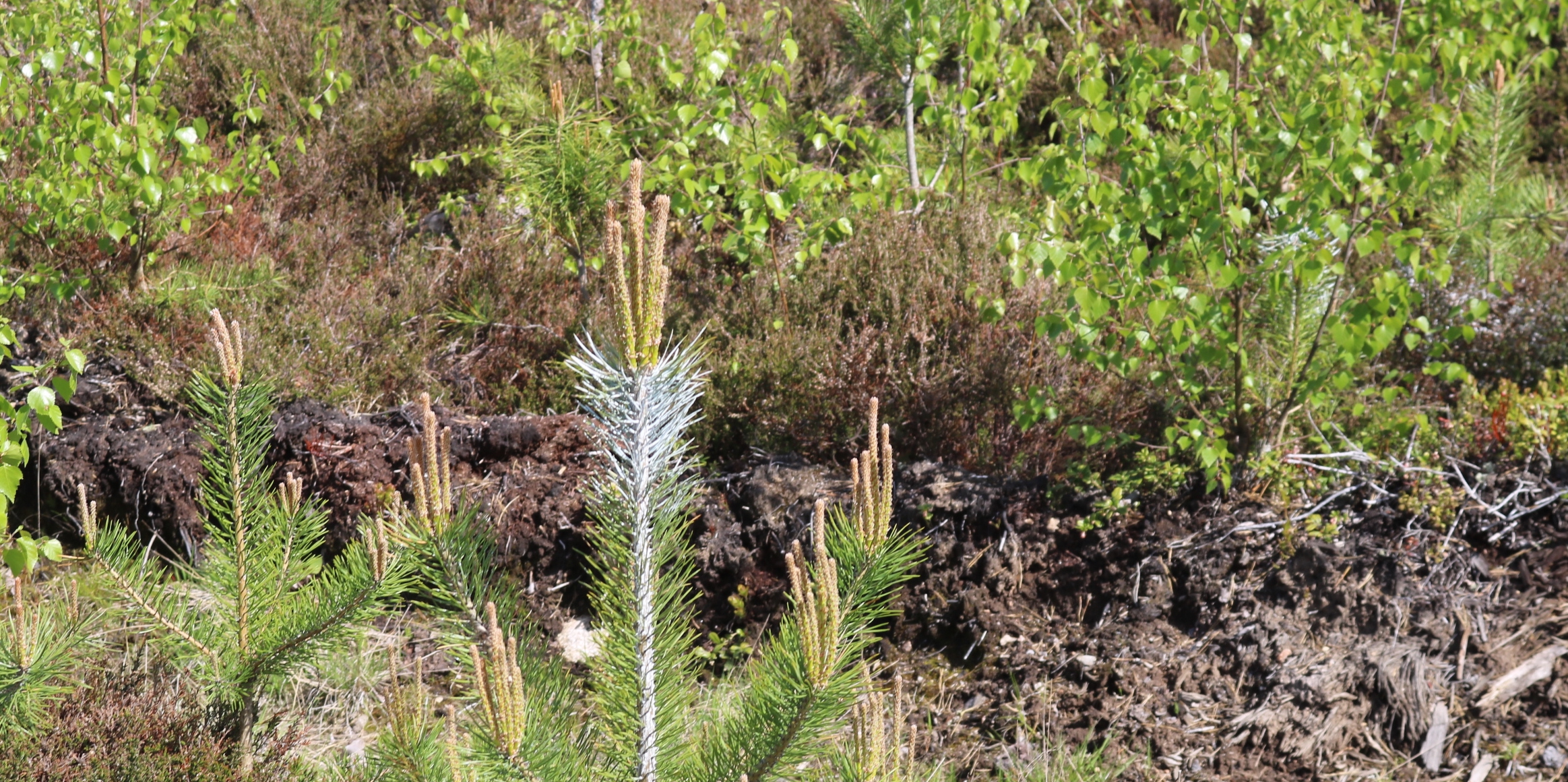 Torkan 2018 försvårar föryngring - Skogen