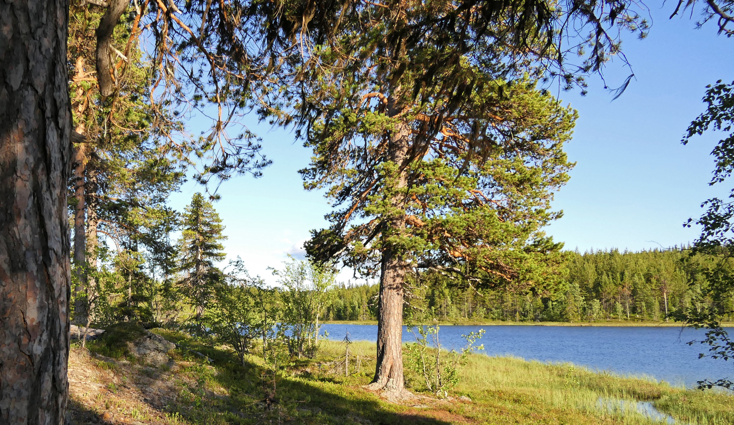 Så ser bästa rekreationsskogen ut - Skogen