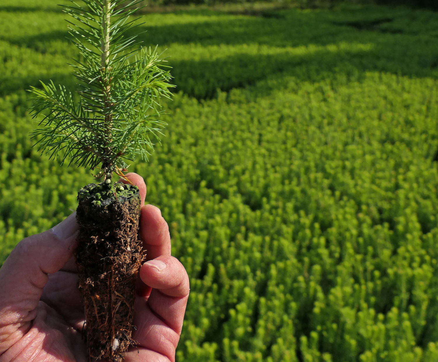 Tallplantor ökar igen - Skogen