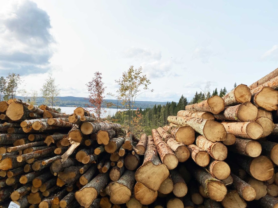 Massaved fortsätter uppåt - Skogen