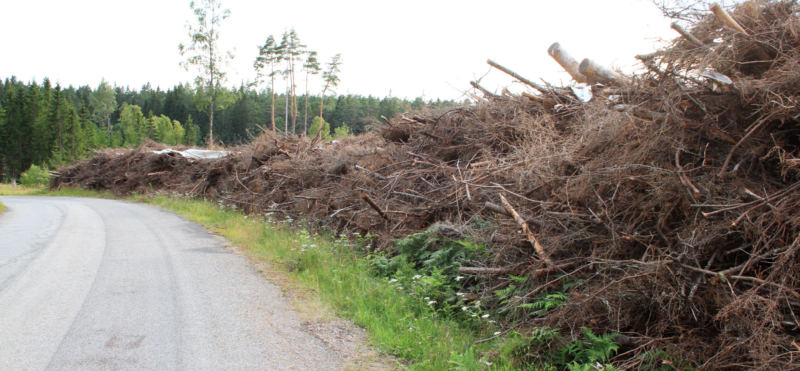 Grot – nu växer efterfrågan - Skogen