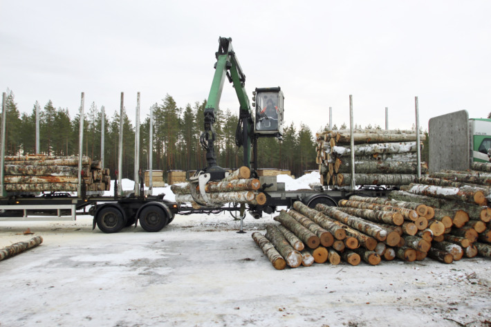 Vaken planerare hittar fina björken - Skogen