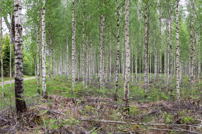 Södra säljer skog för åtta miljarder - Skogen